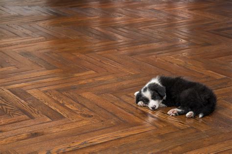 Robert A Robert A Civiletti Hardwood Floors Llc