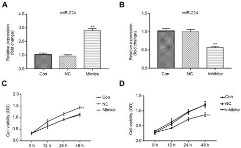 Effects Of Mir 224 Mimic Or Inhibitor On Cell Viability Cells Were
