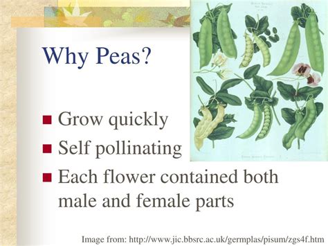 Ppt Mendel And His Peas Powerpoint Presentation Free Download Id