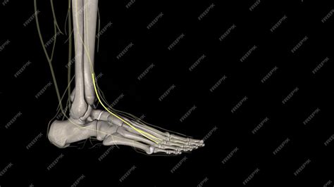 Premium Photo Intermediate Dorsal Cutaneous Nerve