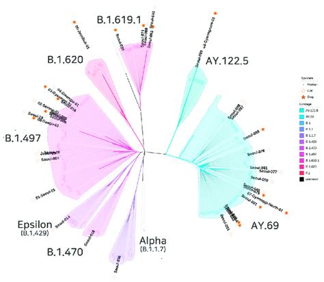 Phylogenetic Tree Analysis Of Sars Cov 2 Whole Genome Sequences This Download Scientific
