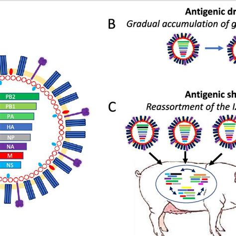 Schematic Diagrams Of Influenza A Virus And Its Evolution A The