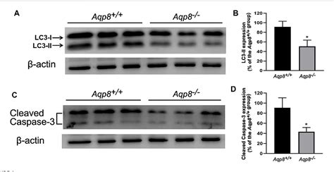 Figure 1 From Aquaporin 8 Transports Hydrogen Peroxide To Regulate Granulosa Cell Autophagy