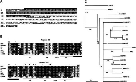 Tt2 Shows Features Of An R2r3 Myb Dna Binding Domain Protein