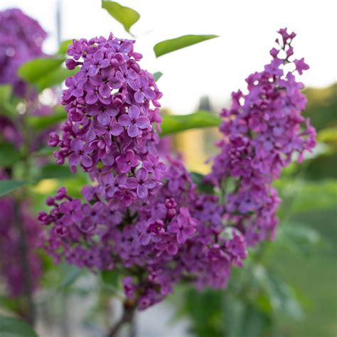 Lilac Ludwig Spaeth Floret Library
