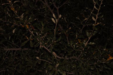 Img 0024 Patrcicio Villalpando Flickr