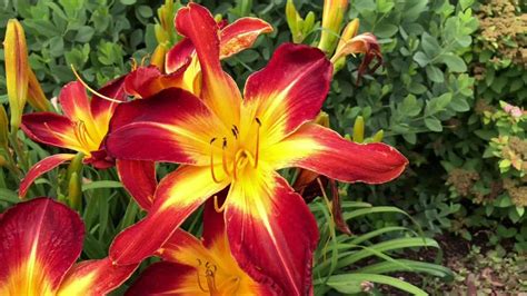 The Amazing Ruby Spider Daylily Features And Characteristics 2022