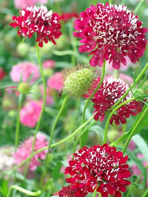 50 Scabiosa Atropurpurea Red Flower Seeds For Garden