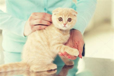 스코틀랜드 접어 고양이 여자의 클로즈업 — 스톡 사진 © Sydaproductions 119965698