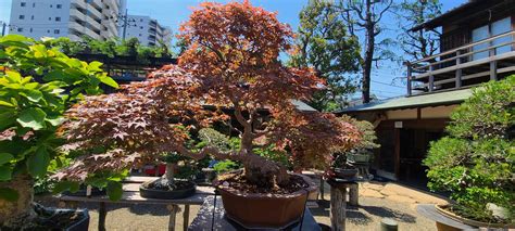 Photo Dump From Shunkaen Bonsai Museum In Tokyo Part 1 Rbonsai