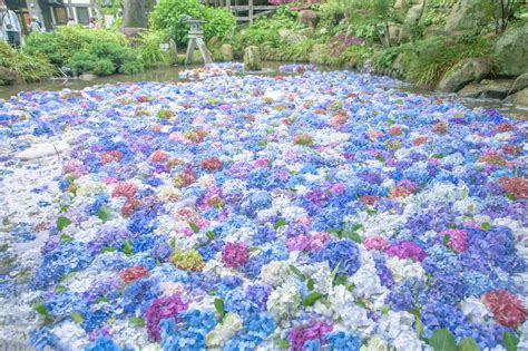 茨城県にある 雨引観音の花手水に心奪われた