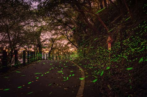 花東縱谷國家風景區管理處 A組 最美麗的稻田景觀組 攝影者：羅韓龍 主題：餘暉灑落田 拍攝景點或景區：富里 交通部觀光局花東縱谷國家
