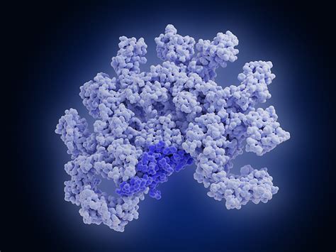 Biotium Introduces Novel Antibody Labeling Kits For Rapid And Efficient