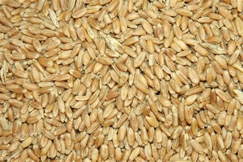 How Saving Your Own Seed Has Benefits Beyond Reducing Costs Irish