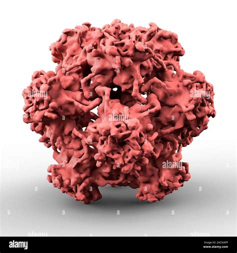 Human Papilloma Virus Hpv Particle Computer Artwork Showing The