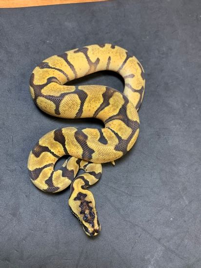 Super Enchi Het Candy Het Pied Ball Python By Danner Constrictors