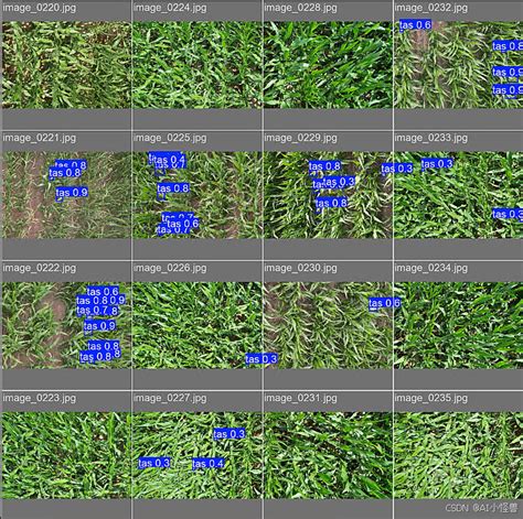 基于yolo11的农业玉米雄蕊精准定位系统（python源码数据集pyside6界面） Csdn博客