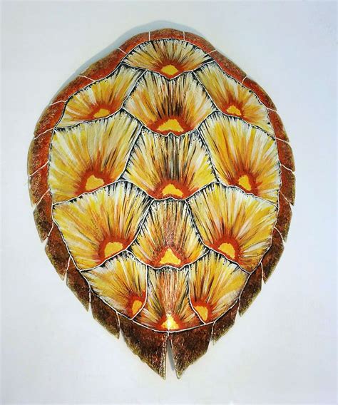 Loggerhead Sea Turtle Shell Select Any Image Below For Expanded View