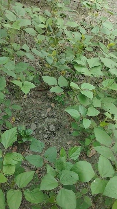 মুগ ডালের গাছ Vigna Radiata Crop Agruculture Nature Bangladesh