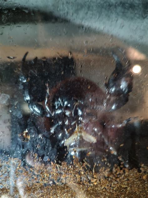 What Sex Is My Afs R Scorpions