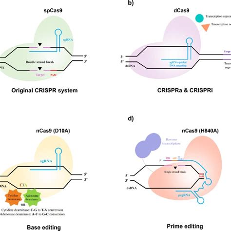Selected Crispr Mediated Genome Editing Studies In Industrial Bacteria