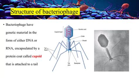 Bacteriophage Pptx