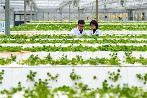 安徽肥东立春将至现代农业管护忙 人民图片网