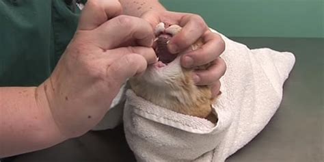 Cara Mengatasi Bau Mulut Kucing Berita Terkini
