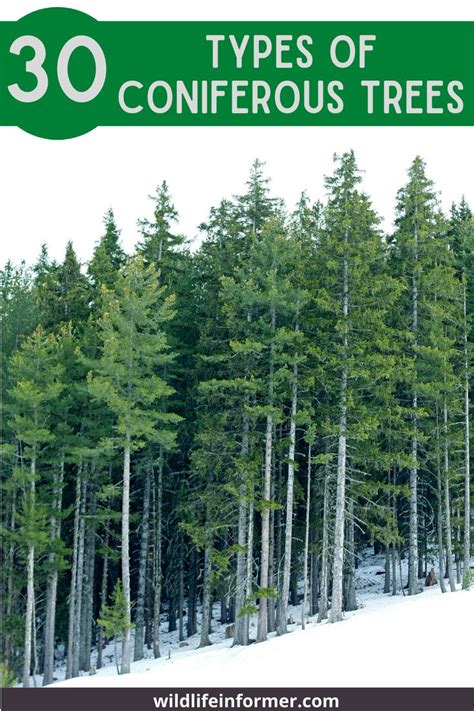30 Types Of Conifers Conifer Trees Tree Conifers