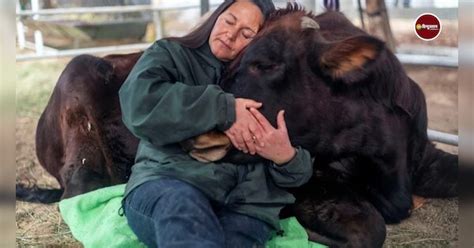 Celebrate Cow Hug Day This 14 February Valentines Day Spread Love