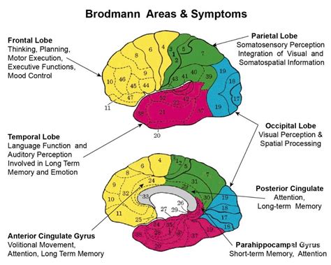 【神外解剖学】brodmann大脑皮层分区美图 脑医汇