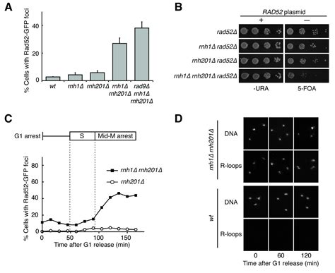 Figures And Data In RNase H Enables Efficient Repair Of R Loop Induced DNA Damage ELife