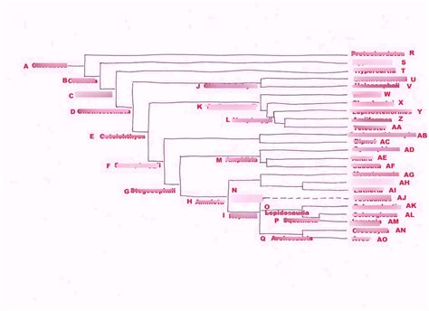 Tree Diagram Attempt Diagram Quizlet