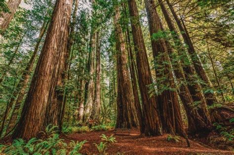 45 Majestic Places To See Redwoods In California Ranked