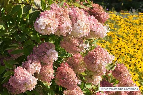 Descubre los tipos de hortensias que transformarán tu jardín en un