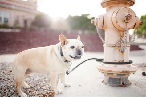 Classic Leather Dog Collars For Your Pup Shop Now
