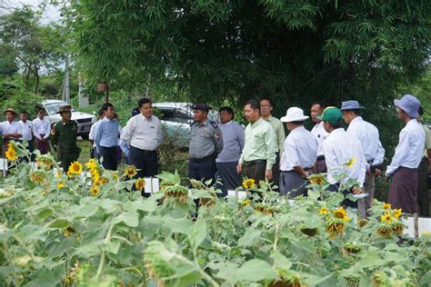 မင်းဘူးခရိုင် စီမံအုပ်ချုပ်ရေးအဖွဲ့ဥက္ကဋ္ဌနှင့် အဖွဲ့ဝင်များ ငဖဲမြို့နယ်အတွင်း စိုက်ပျိုးစွမ