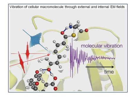 Quantum Coherent Domains The Library Of Atlantis