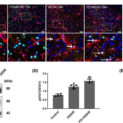 Effect Of Folic Acid Deficiency On Il‐6 Il‐1β And Tnf‐α Expressions In