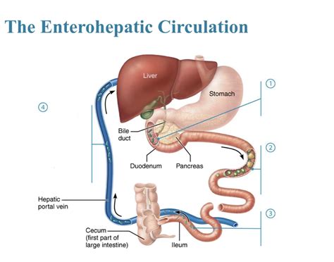 Steps Of The Enterohepatic Circulation Quiz