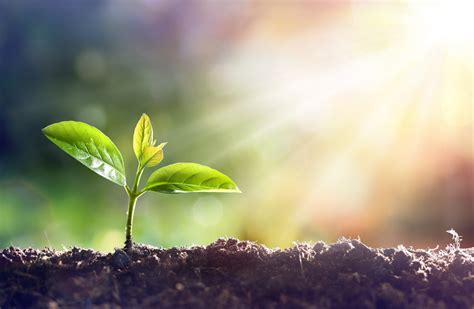 Picture Of Plant Growing Markanthonystudios Net