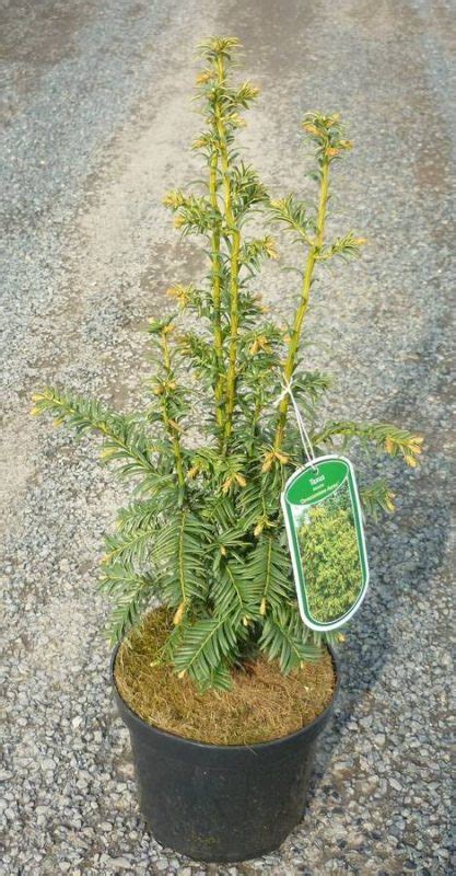 Taxus media ´Densiformis´ | Záhradníctvo KaK