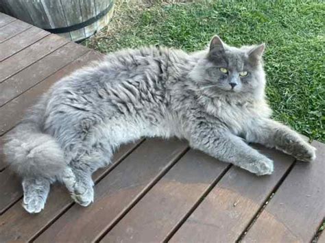 Purebred Dollface Persian Male Cats And Kittens Gumtree Australia