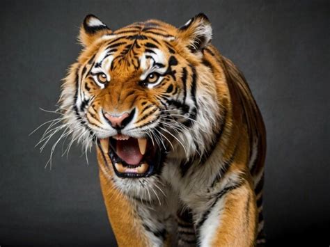 Tiger White Background Isolate Full Body AI Generated Premium AI