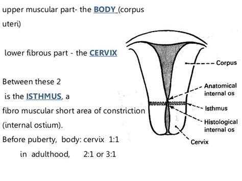 Female Genital Tract Anatomy