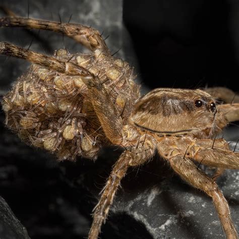 Momma Wolf With Her Spiderlings R Macroporn