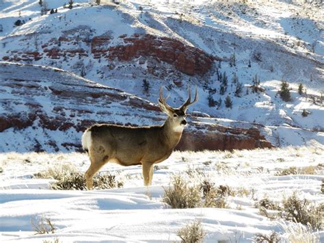 Wyoming Range Mule Deer Herd Population Plummets To Record Lows