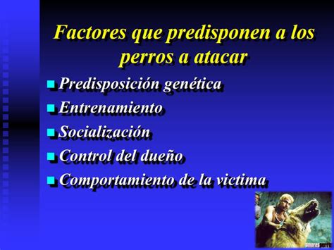 Agresión En Perros Clínica Veterinaria Del Bosque