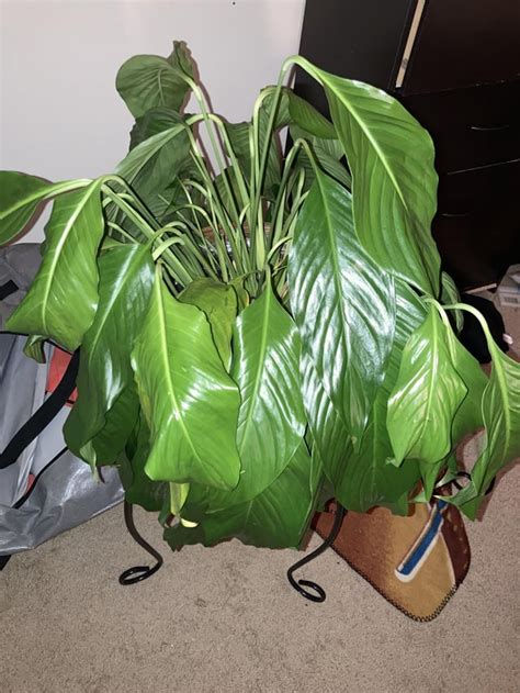 Why Does My Pepper Droop At The Same Time Everyday Rvegetablegardening