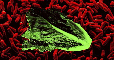 The Government Hid A Deadly E Coli Outbreak
